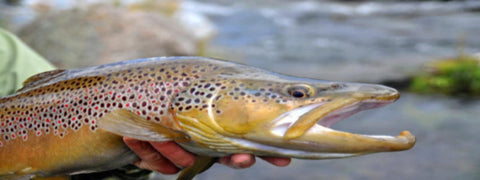 Spring Creeks Fishing Report - Livingston MT – Yellowstone Angler